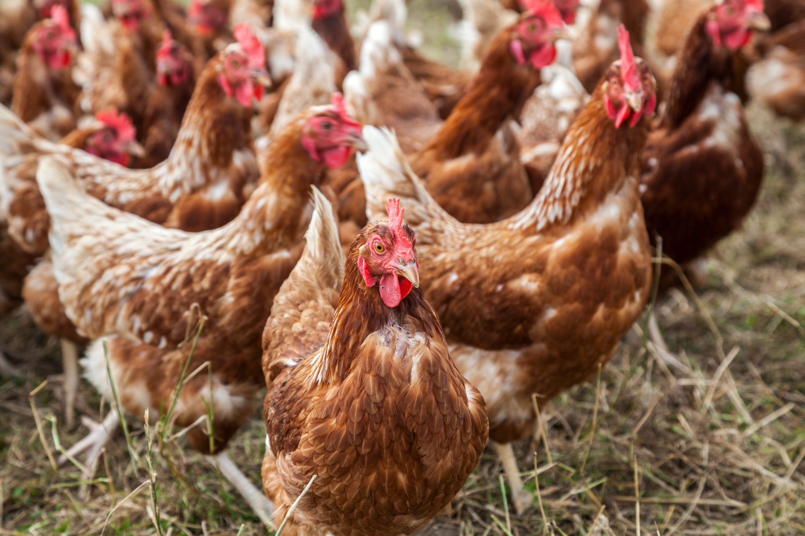 The Expansion of Middle East Poultry - Insta-Pro