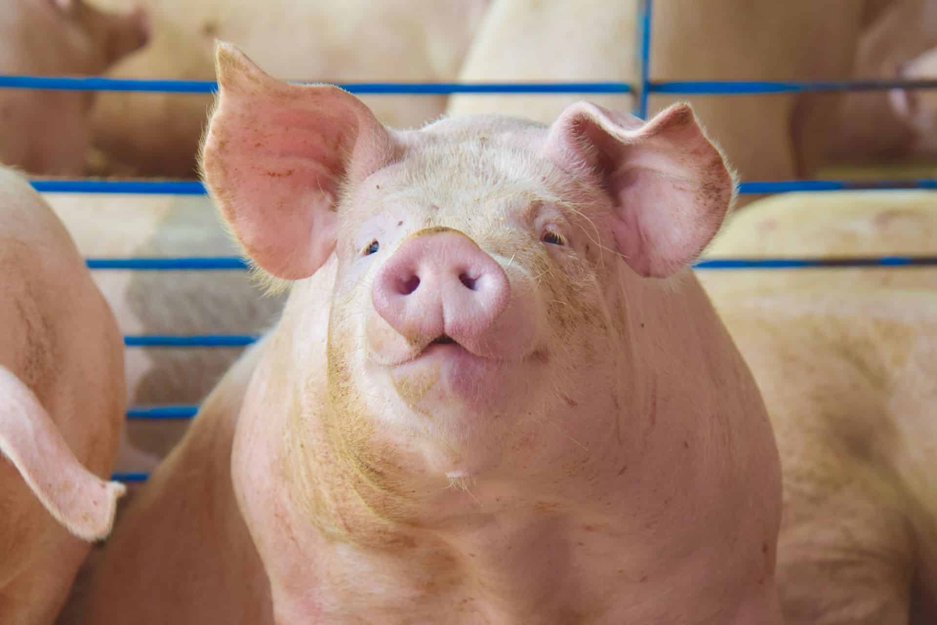 The Unique Role Amino Acids Play in Cost Reduction for Swine with ...